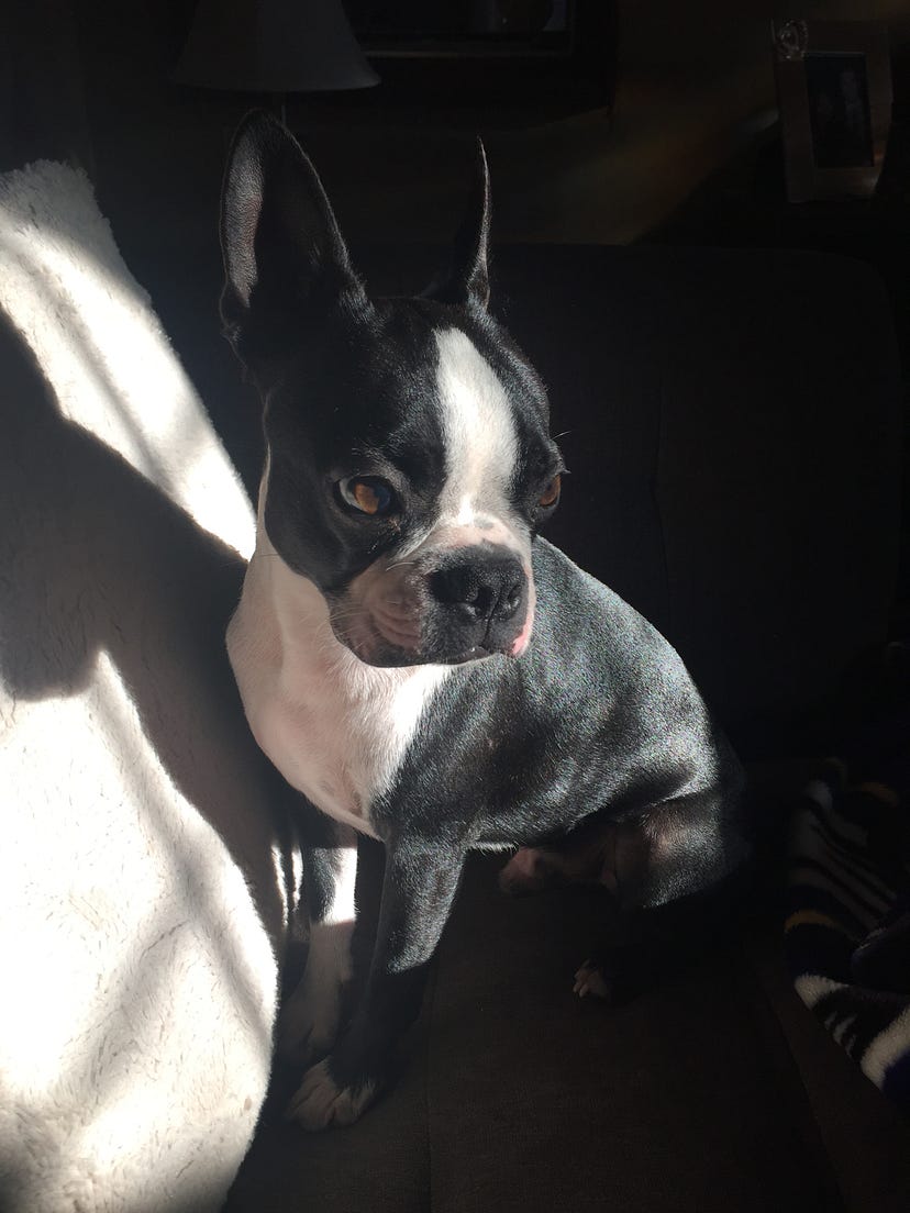 Our Boston Terrier’s Raw Diet. Everything I know about Raw feeding I ...