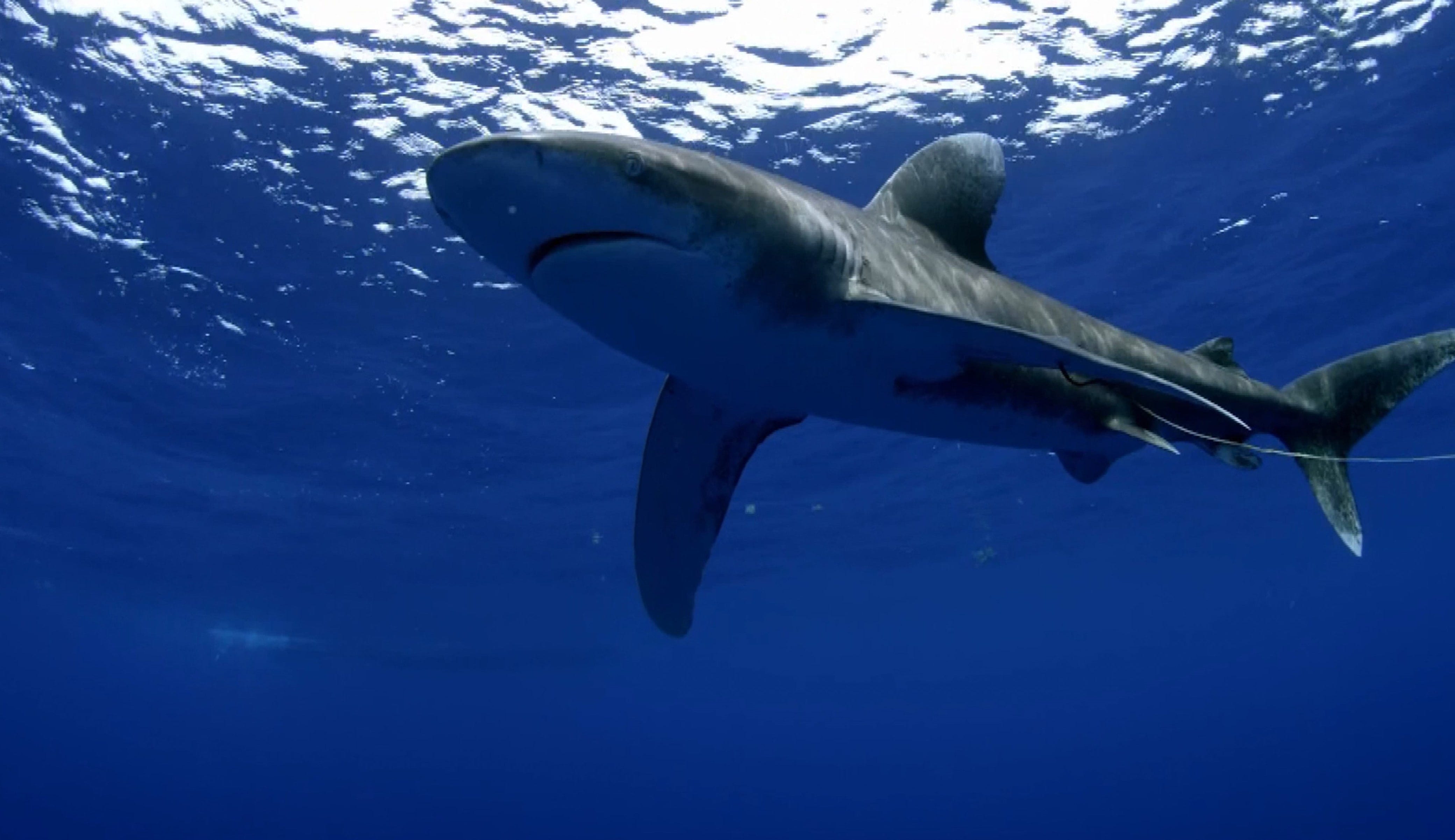 Shark🦈Tale | by Graham D. Cooke | Medium