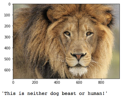 Udacity Dog Breed Classifier — Project Walkthrough | by Paul Stancliffe ...