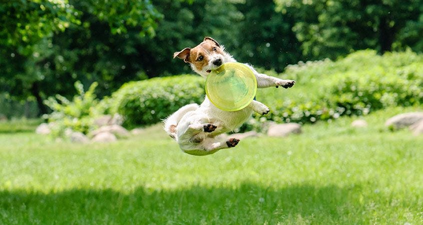 How to live happier with your hyperactive dog | by Canelio app | Medium