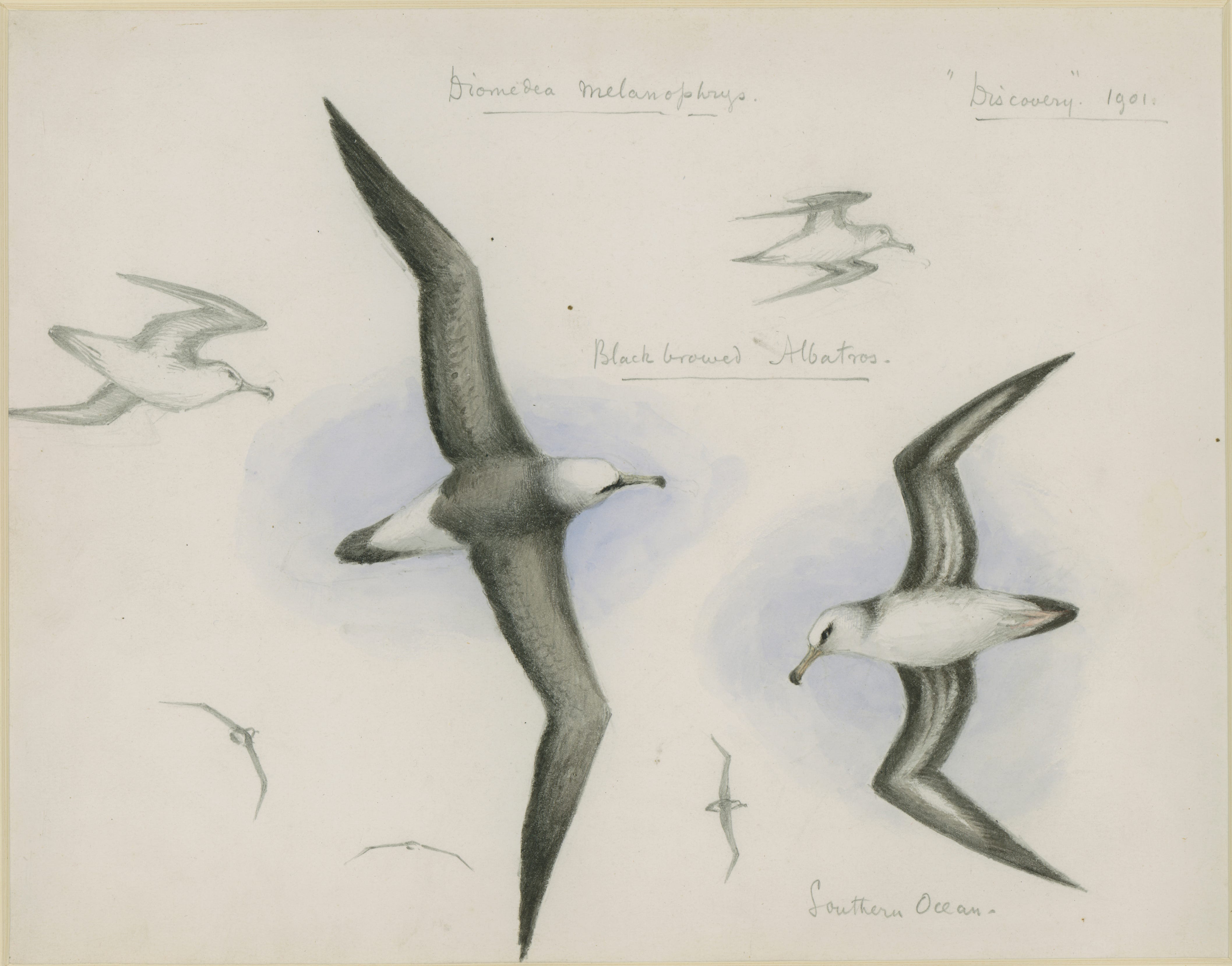 “Albatross!” The legendary giant seabird - Cambridge Animal Alphabet ...