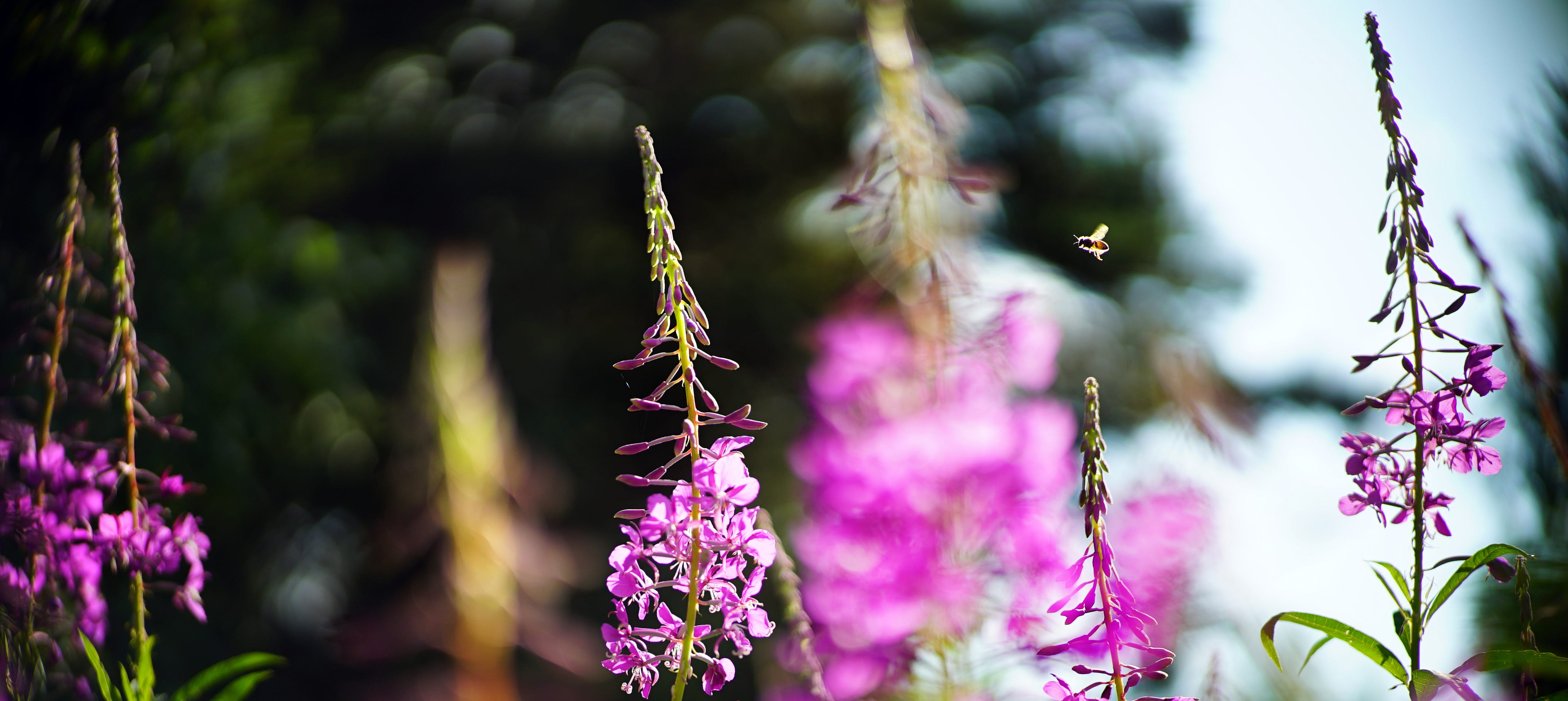 Fireweed. Alaska’s Summer Clock is Ticking | by U.S.Fish&Wildlife ...