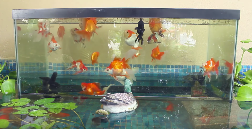 The World Turned Upside Down. Fish discover the view from above. | by ...