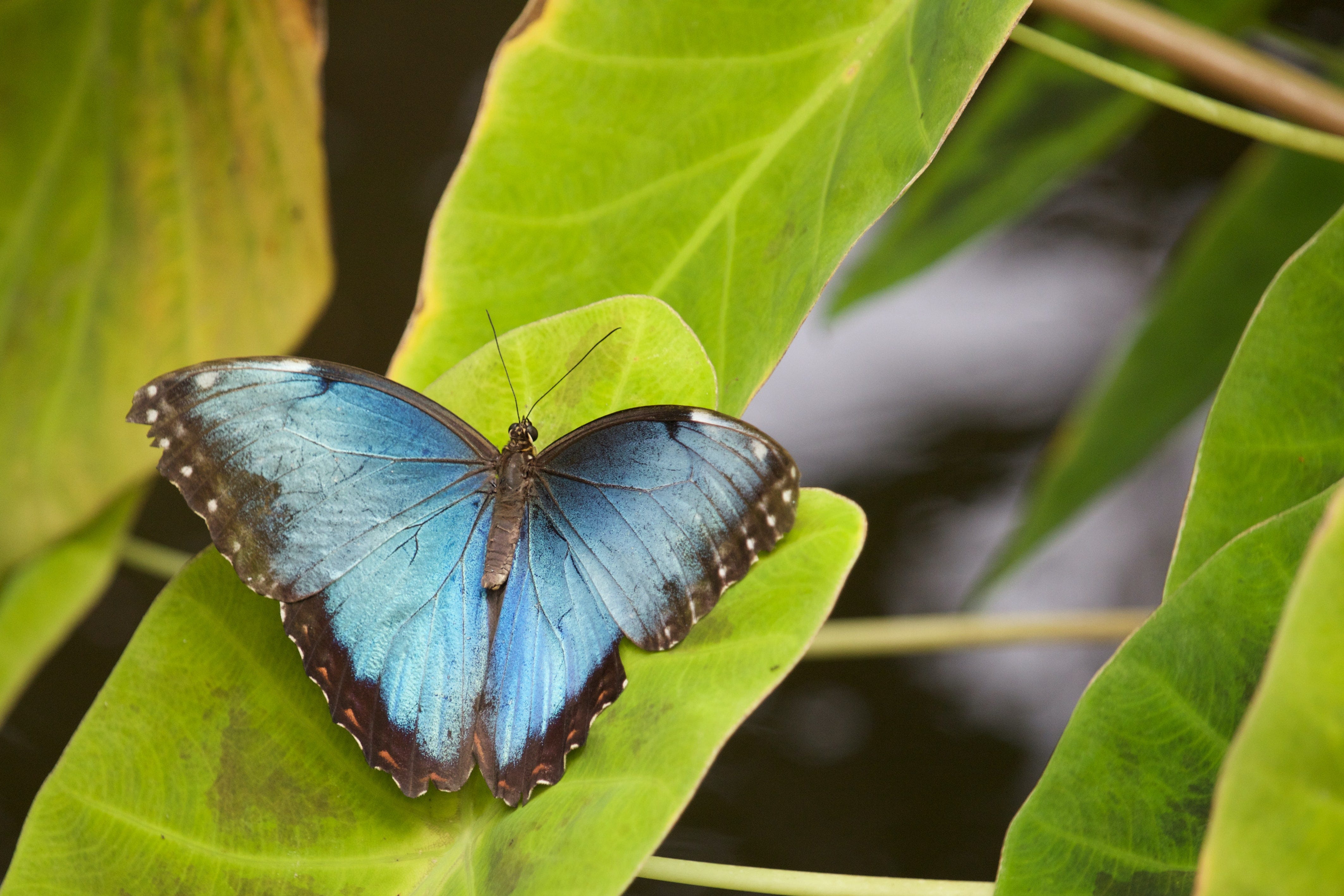 A Simple Gesture CAN Change The World With The Butterfly Effect | by ...