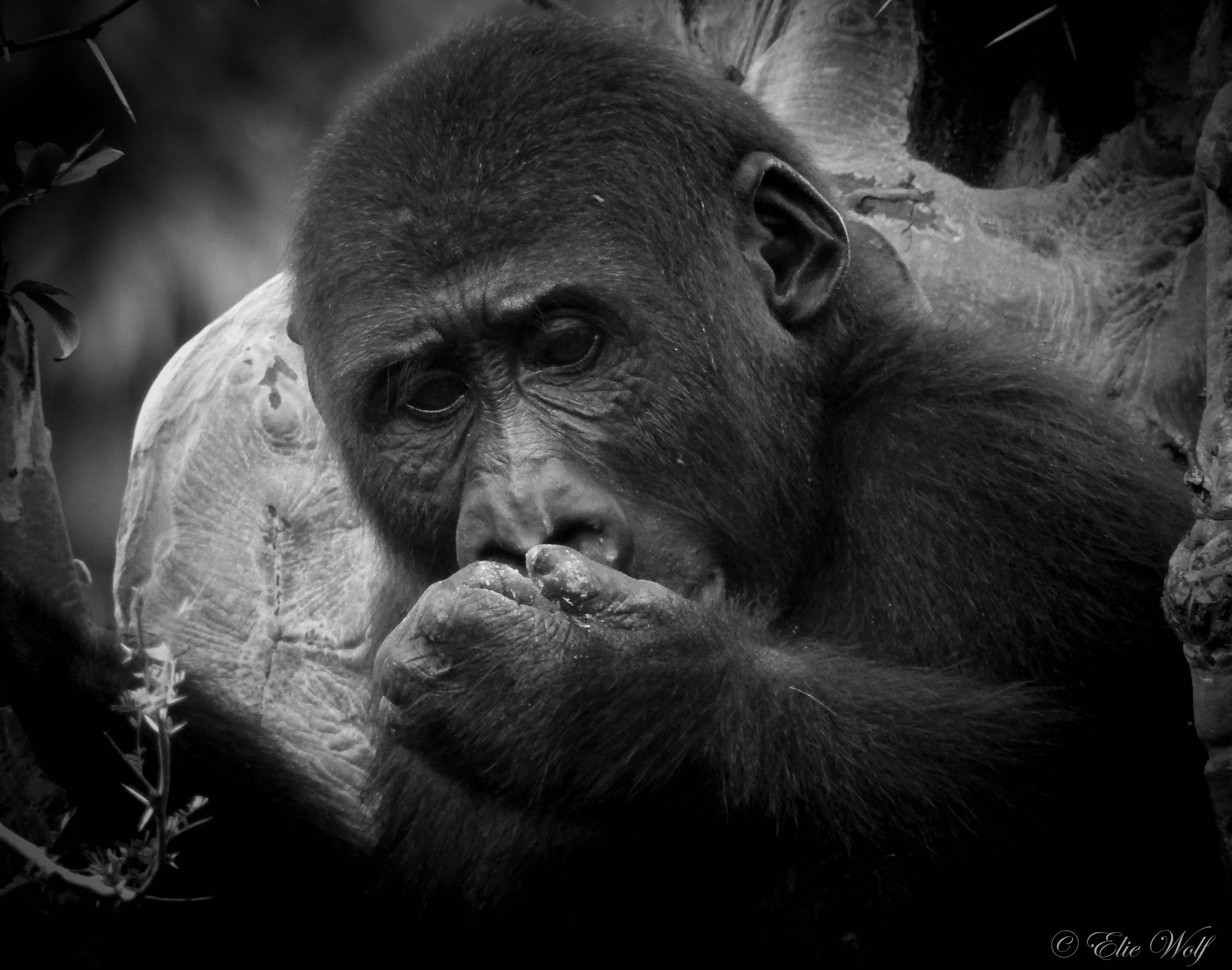 Lonely Animal. Our Craving For Natural Connections And… | by Elie Wolf ...