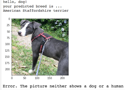 What dog breed is that?. Algorithm for a Dog Identification App | by ...