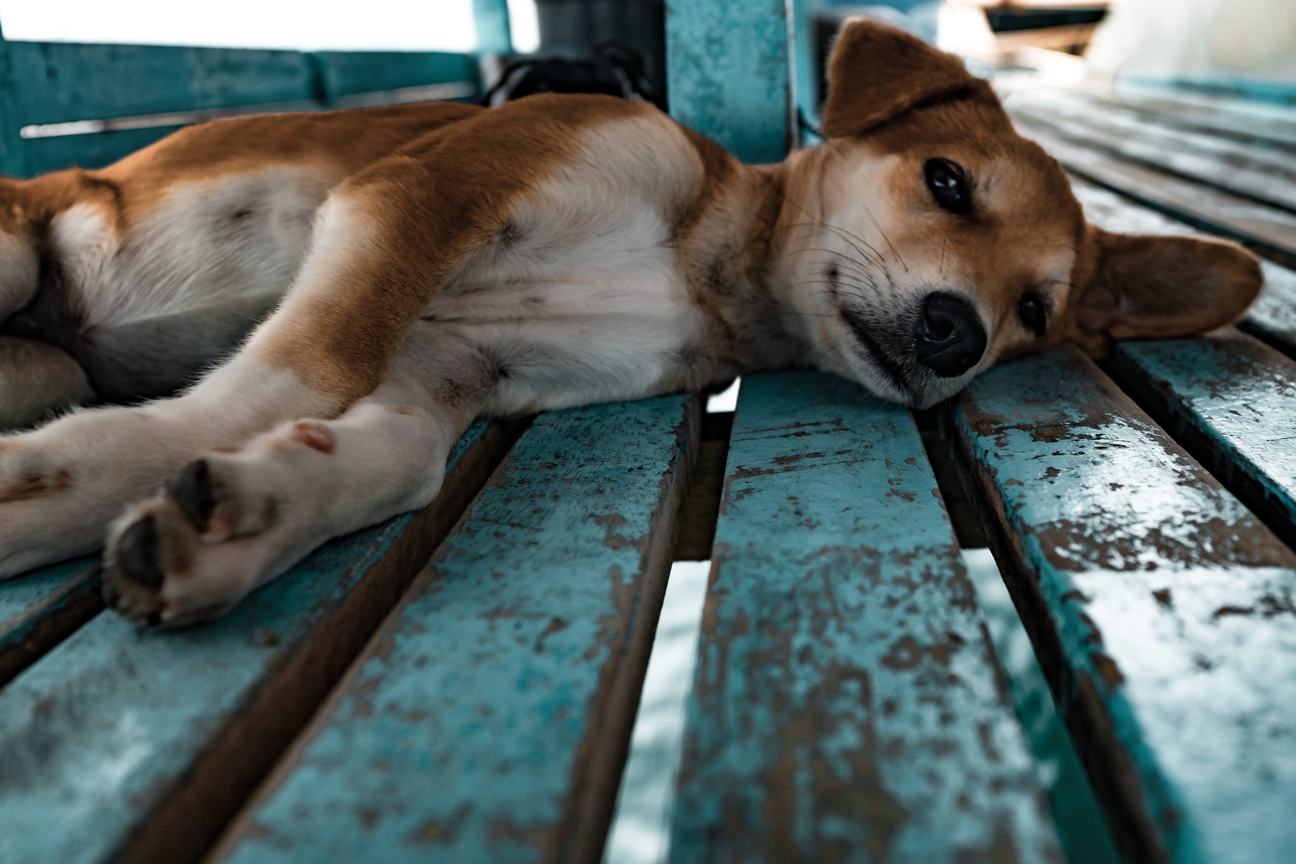 ¿Sabes si tu perro tiene displasia de cadera? | by Camilo Rico | Dogs ...
