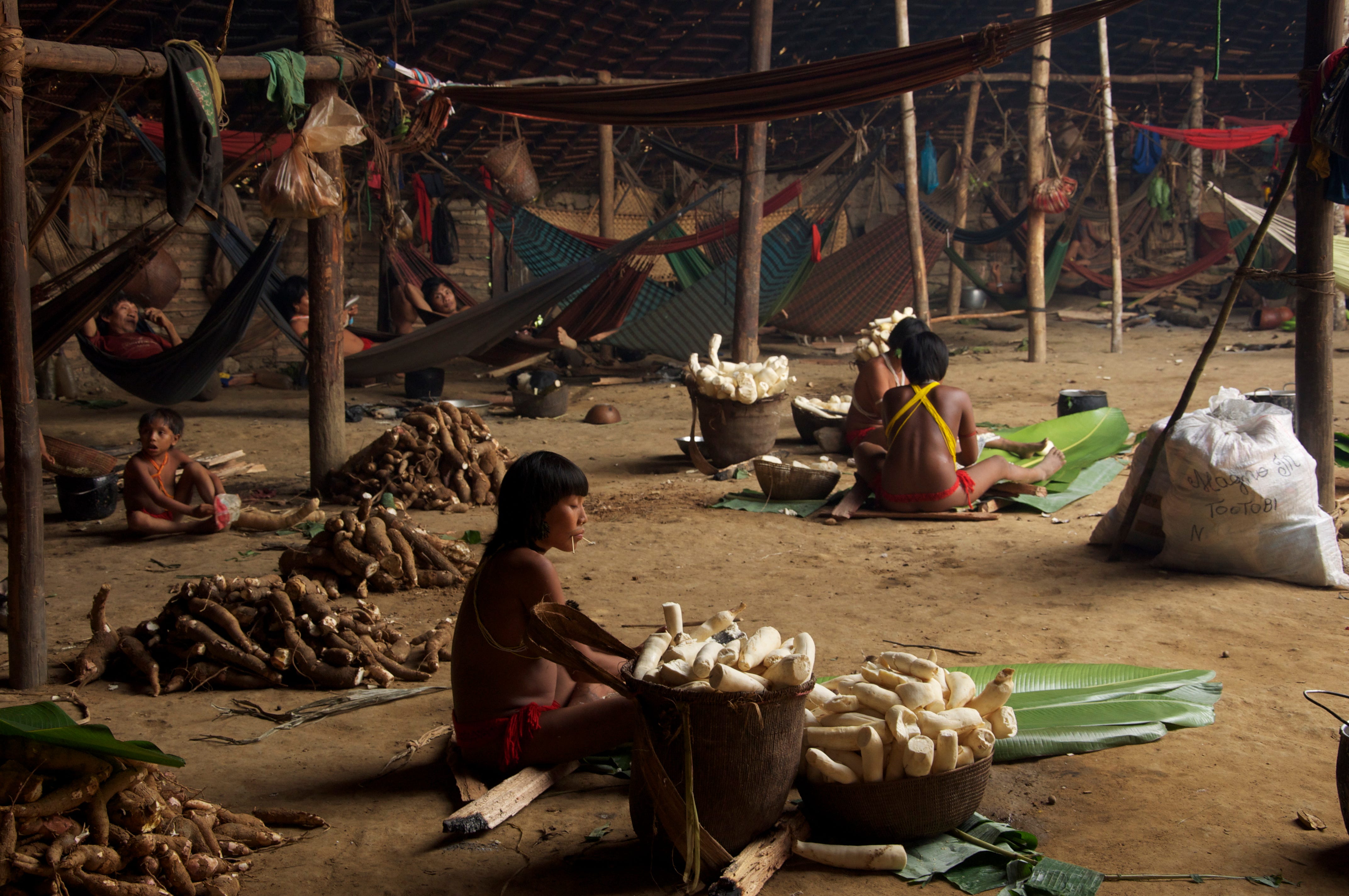 The traditional Yanomami medicine is now available to the world | by ...