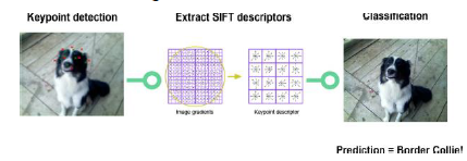 Overview of Dog Breed Classification using various technologies | by ...