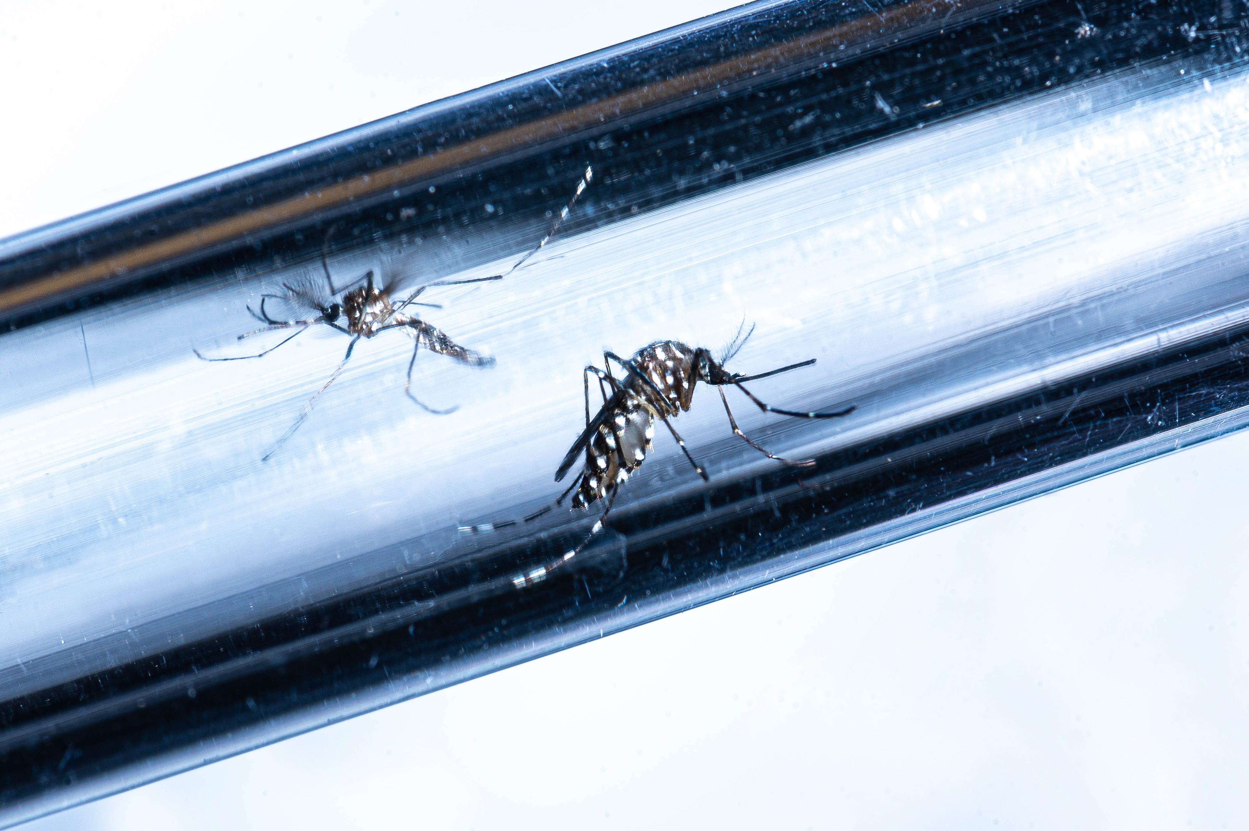 Blood is the life: An appreciation of mosquitoes | ubcscience