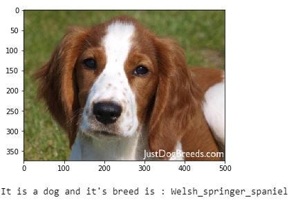 Best algorithm to classify dog breed | by Anirban Pal | Medium