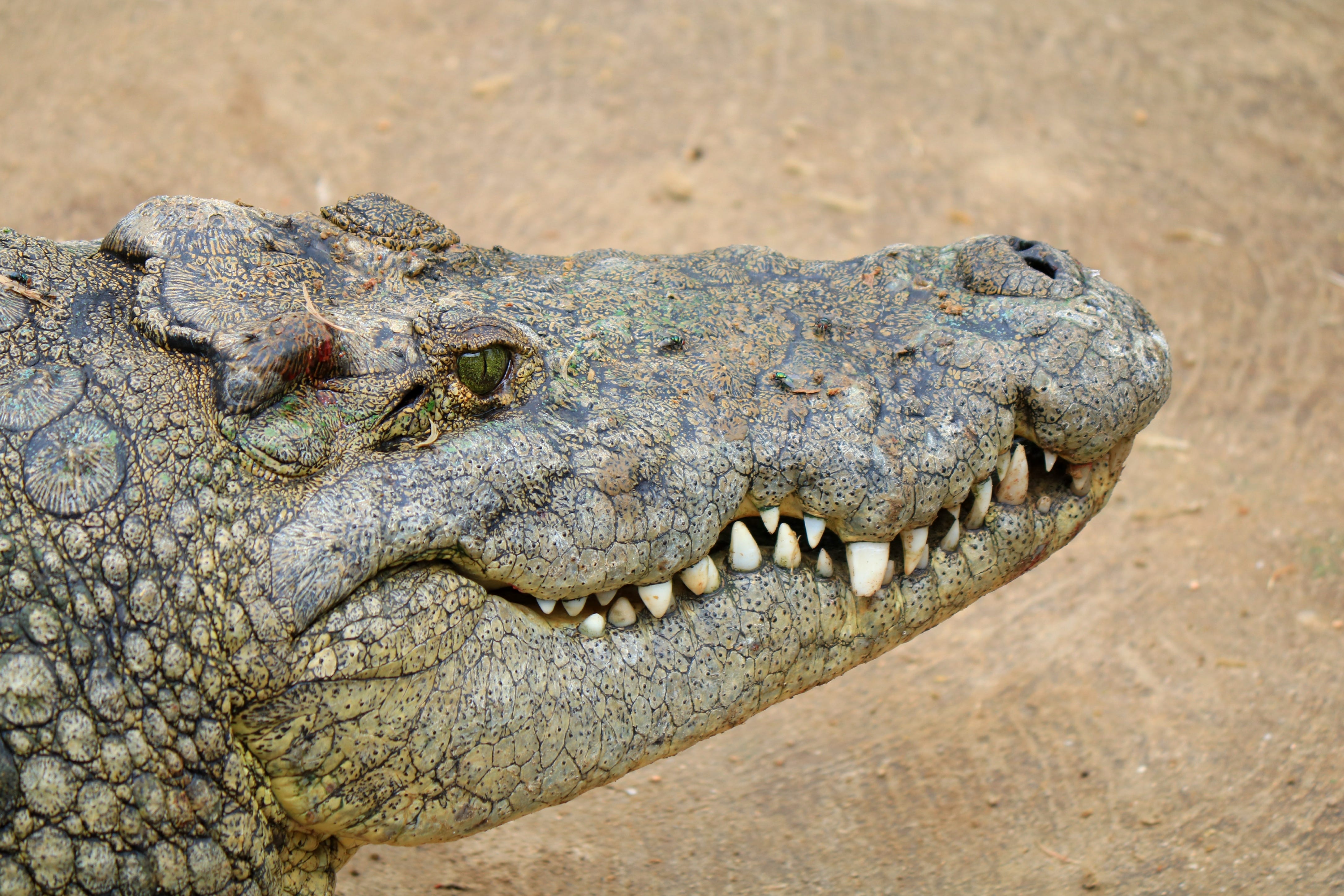 When Crocodiles Are Cuddling. And look tame like pets | by Anne Bonfert ...