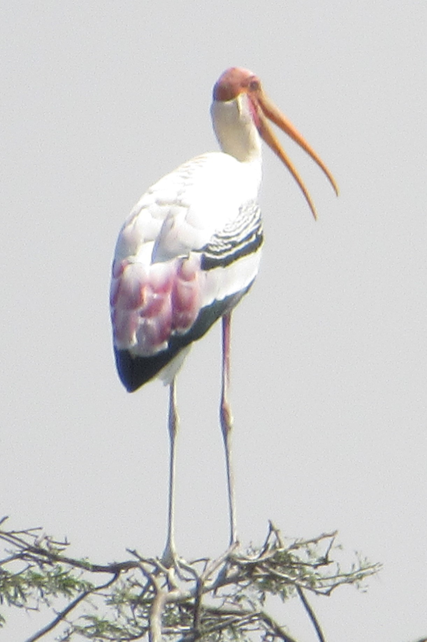 PAINTED STORK Size European White Stork. A large bird with long, heavy ...
