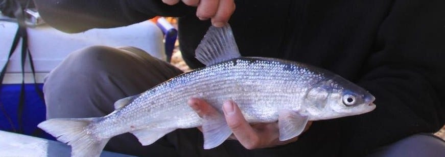 Made in Alaska: Bering Cisco. How Alaska’s only endemic fish found ...