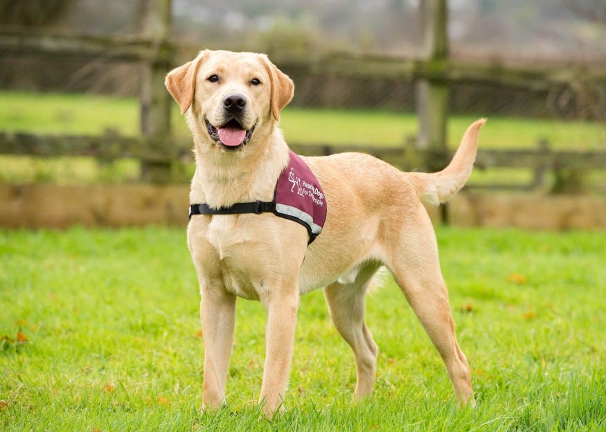 Hearing Dogs Give Deaf People a New Lease of Life! | by Susie Kearley ...