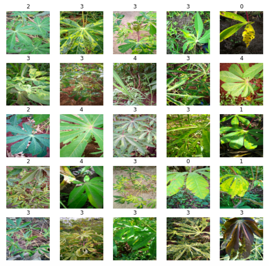Cassava Leaf Disease Detection Final Model And Predictions By Alex Zimbalist Medium