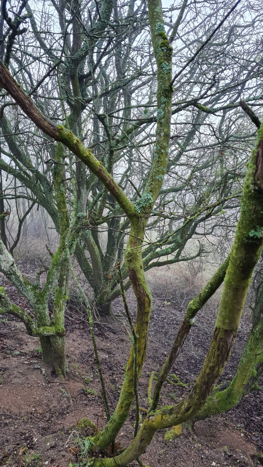 Tangled Woods - Heart Revolution - Medium