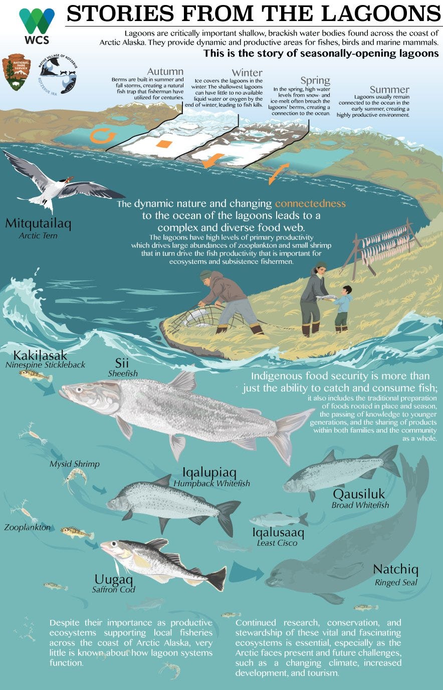 Stories from the Lagoons (Graphic) | by Wildlife Conservation Society ...