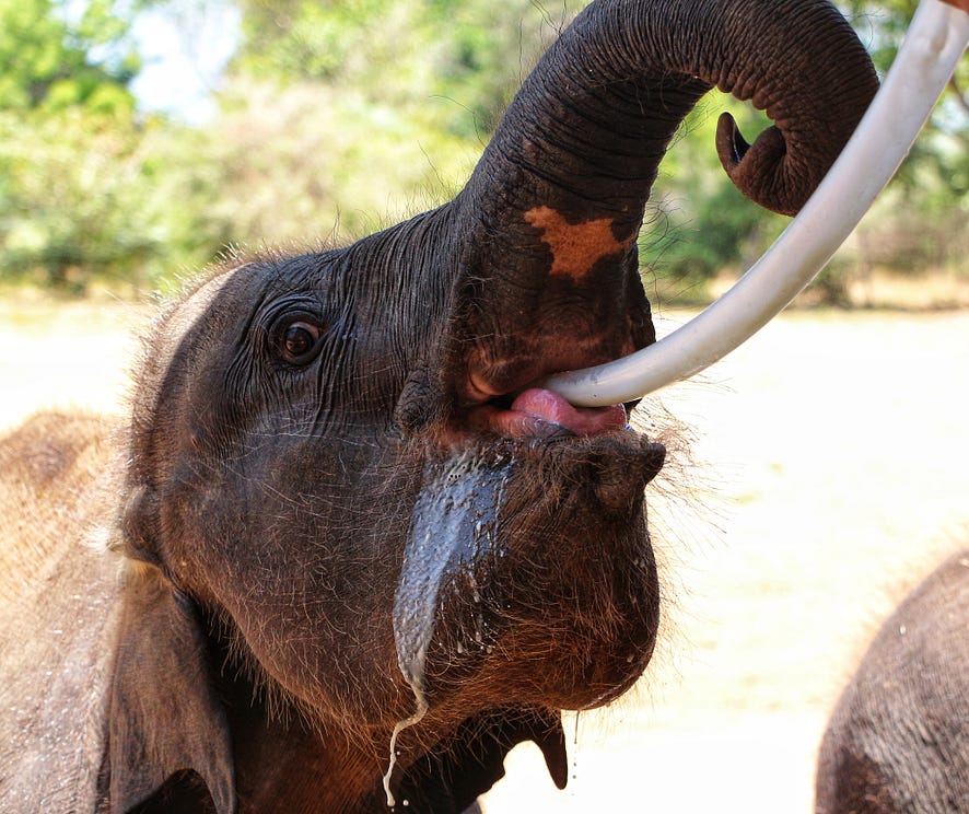 The Three-Legged Elephant Who Can’t Live Without His Human Best Friend ...