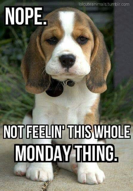 Cheers to Monday, or simply, Monday is coming | by Maria Simpson ...
