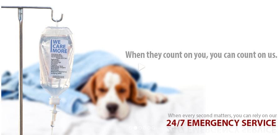 Are You Looking for the Best Animal Intensive Care in UAE? | by ...
