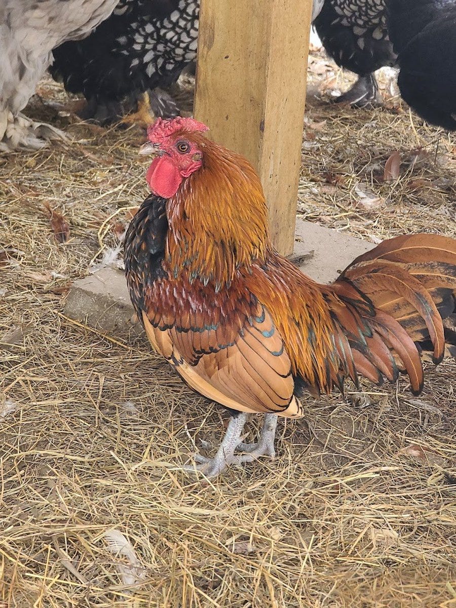 Roostr | $FERT. What’s coming & How to Prepare. | by chikn.farm | Medium