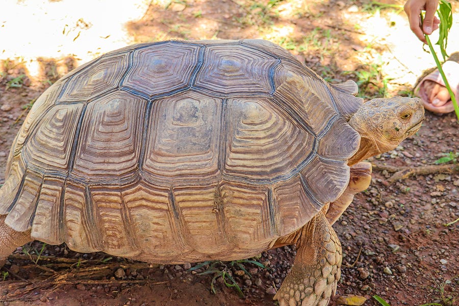The Tortoise And The Hare. The Tortoise is rich and the Hare is… | by ...