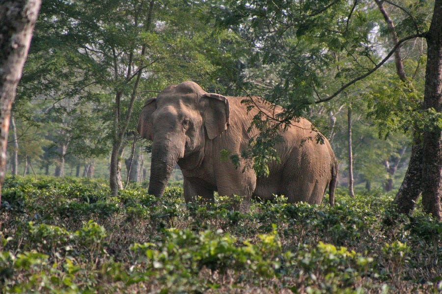 Assam gives Birth to the World’s first Elephant Friendly Tea Garden ...