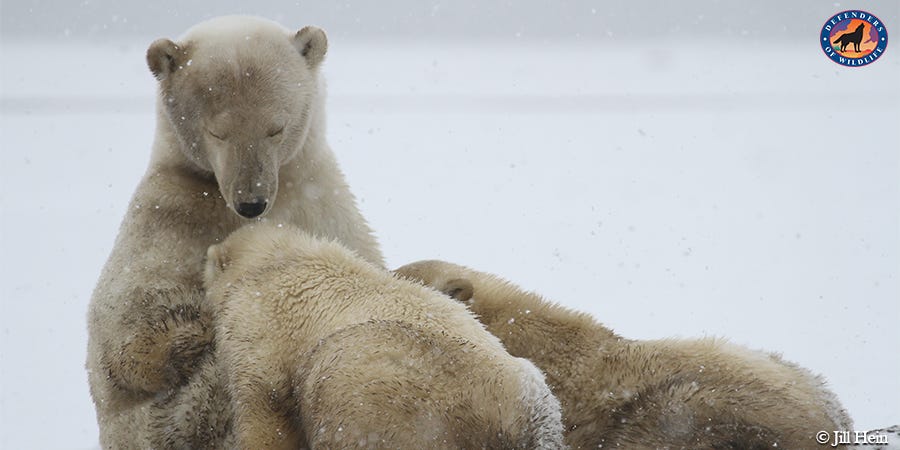 Safeguarding Polar Bears’ Maternal Dens | by Defenders of Wildlife ...