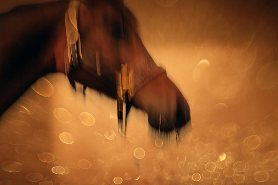 Nikki de Kerf. In a break from her regular equine… | by Joyce Ter Horst ...