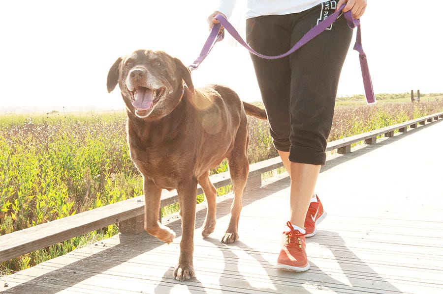How to Select a Dog Walking Service? | by Dog Walking | Medium