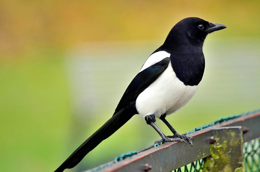 Magpies don’t like things shiny. The magpie is a beautiful small bird ...