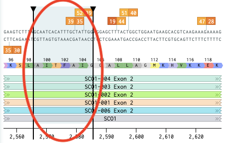 Building a Guide RNA for CRISPR as a 16-year-old | by Ali Haider ...