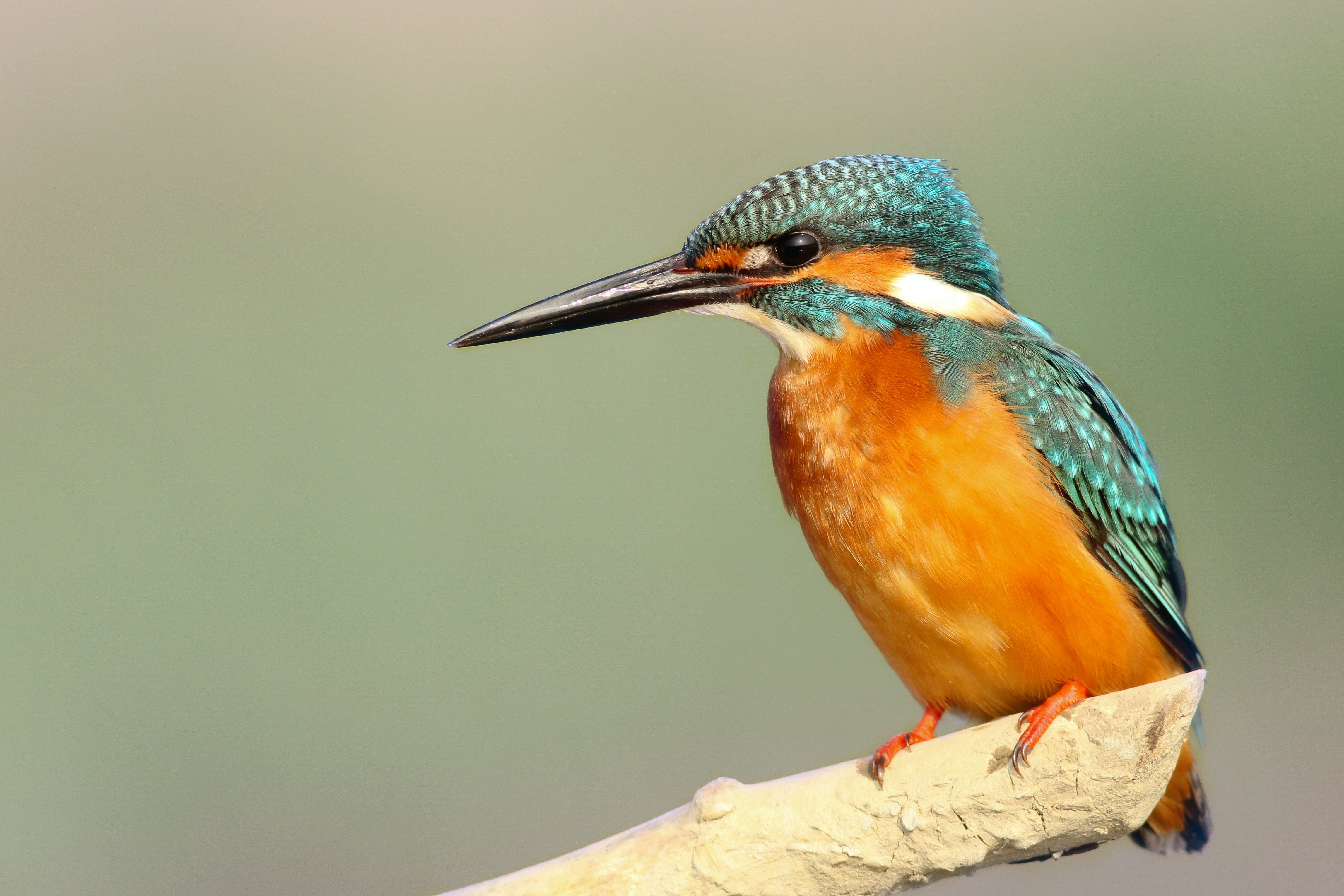 What type of Kingfisher is this?. Helping Machine to learn Kingfisher ...
