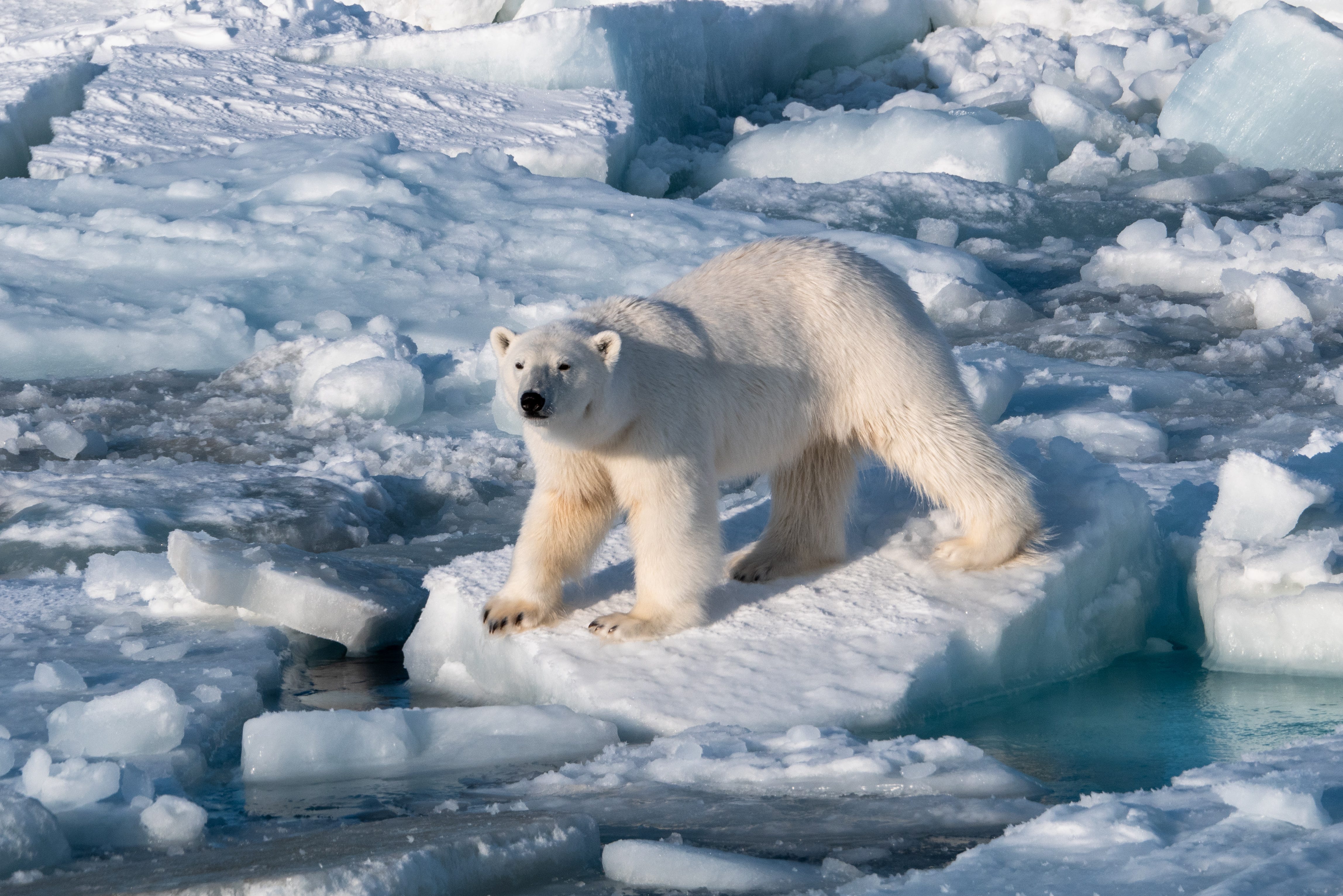 The Boom of Arctic Doom Tourism. An eager to explore has always been a ...