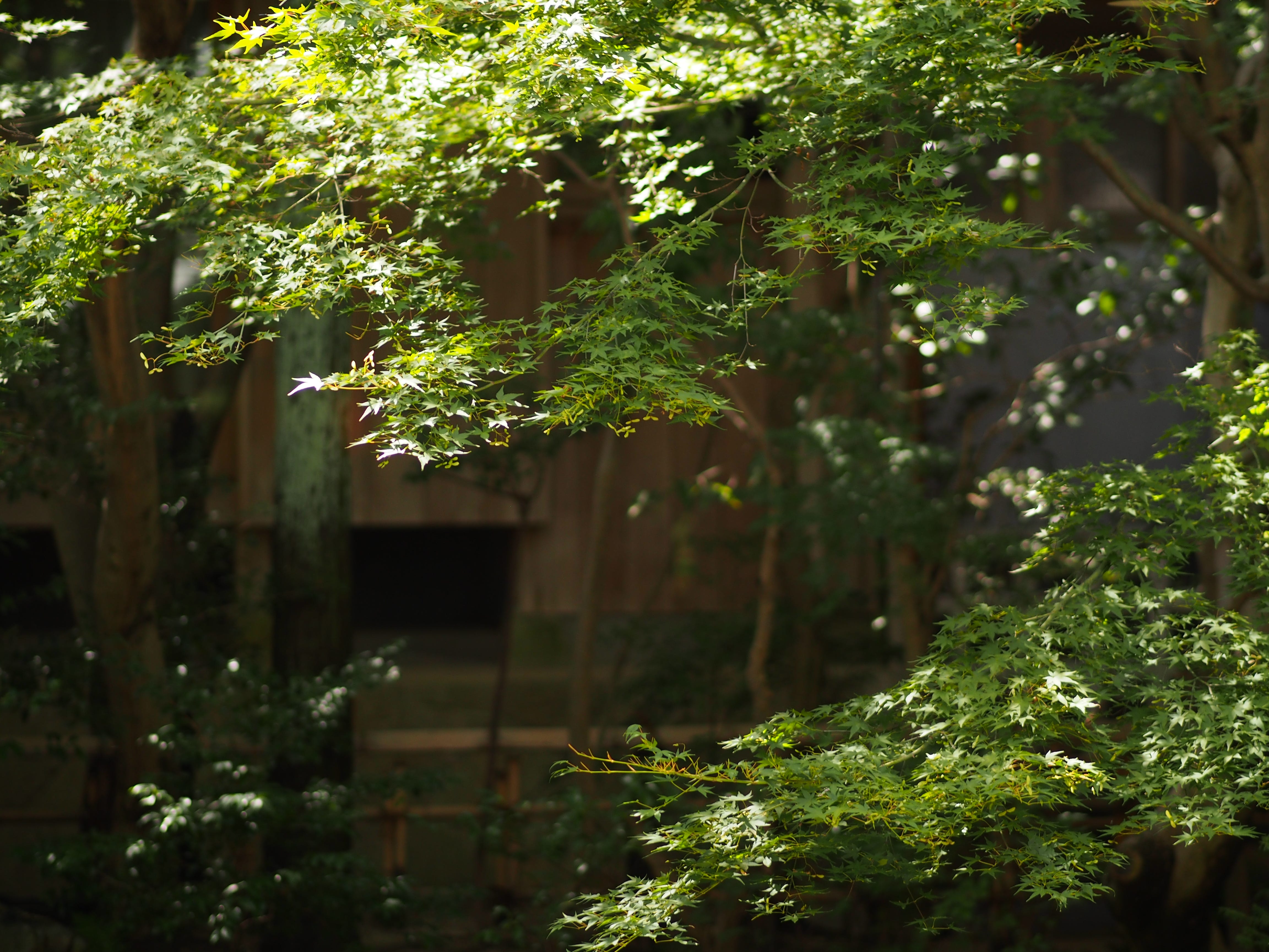 Adachi Museum of Art, Shimane 2018 | by Yasuo Takeuchi | Neutral ...
