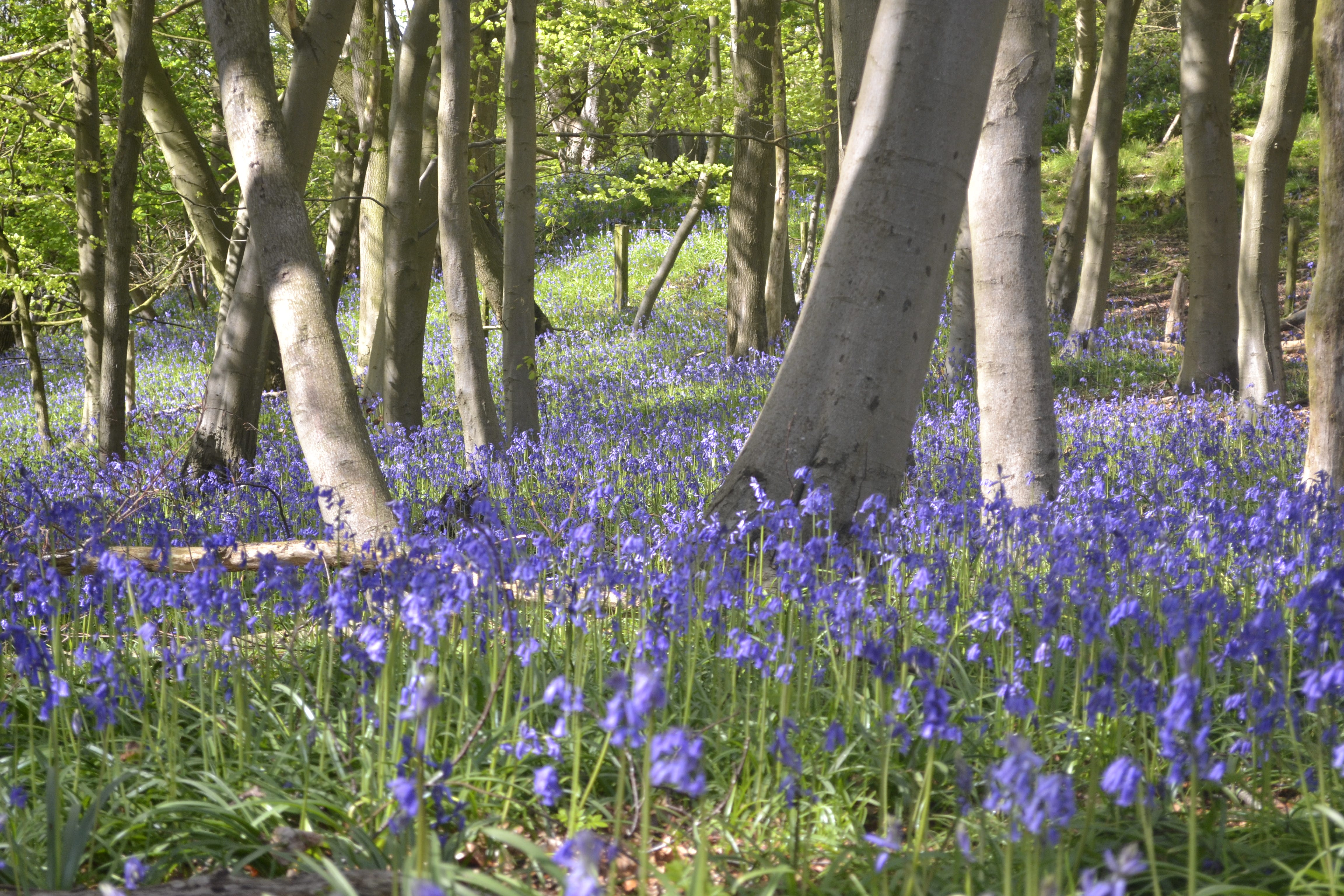 A year in the life of Wytham Woods | by Oxford Giving | Oxford ...