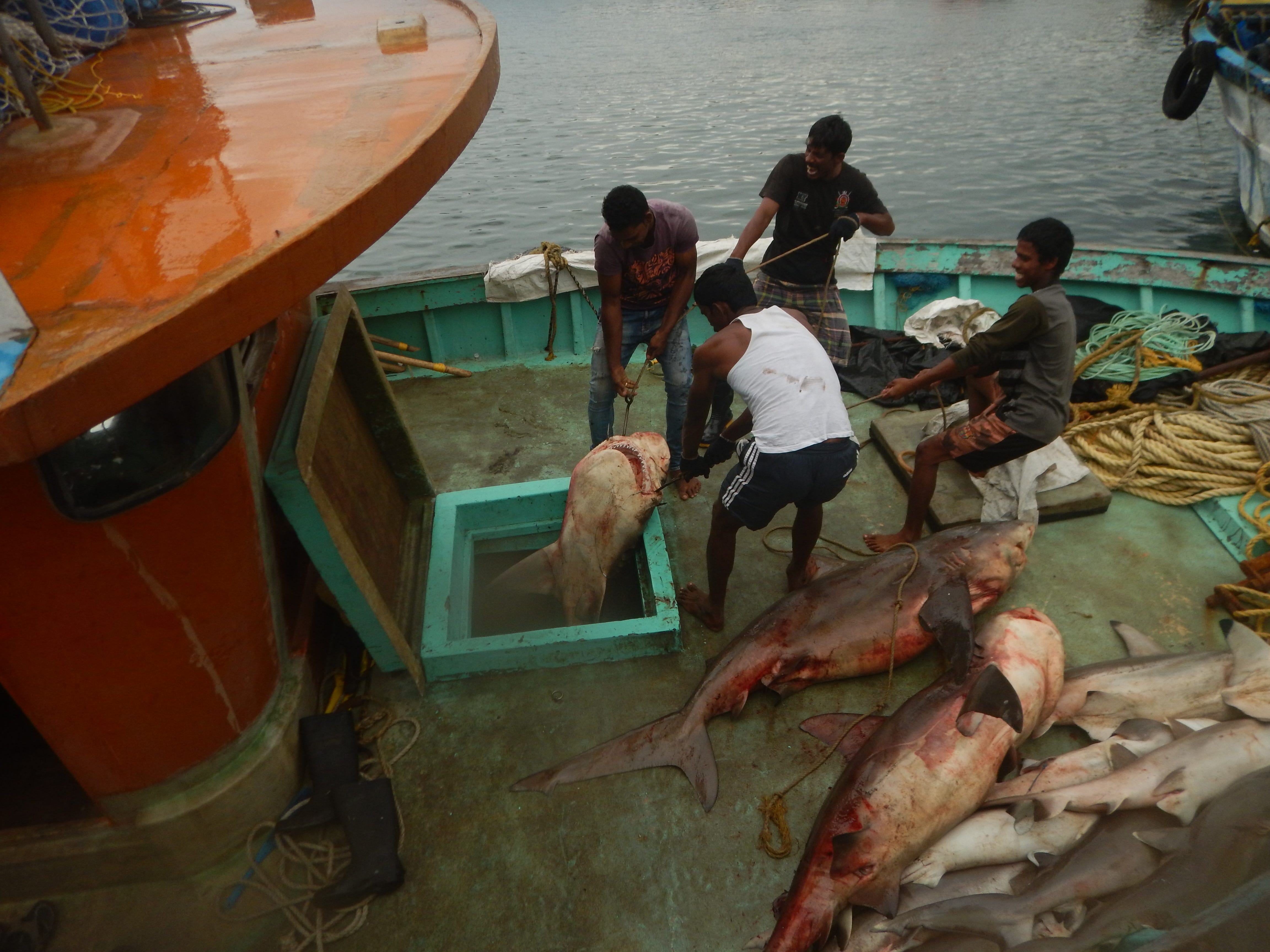 Ground Realities of Shark Fisheries in India | by Wildlife Conservation ...