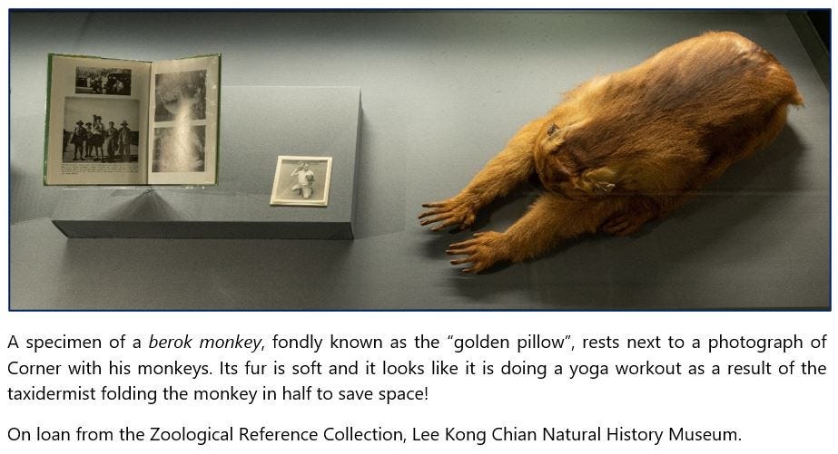 Wild Encounters. Did you know that monkeys once “worked”… | by National ...