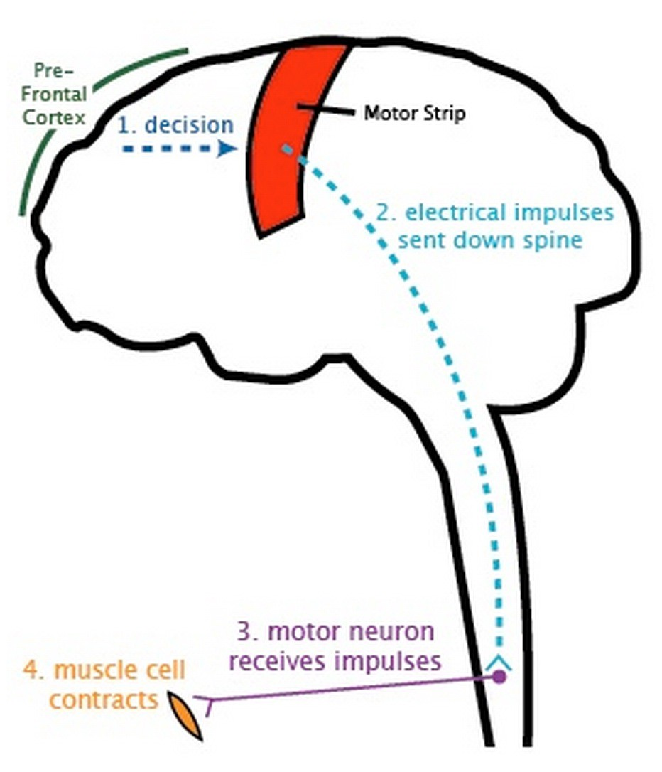 The Beautiful Neurophysiology Of Movement | by Pete Kistler | Medium