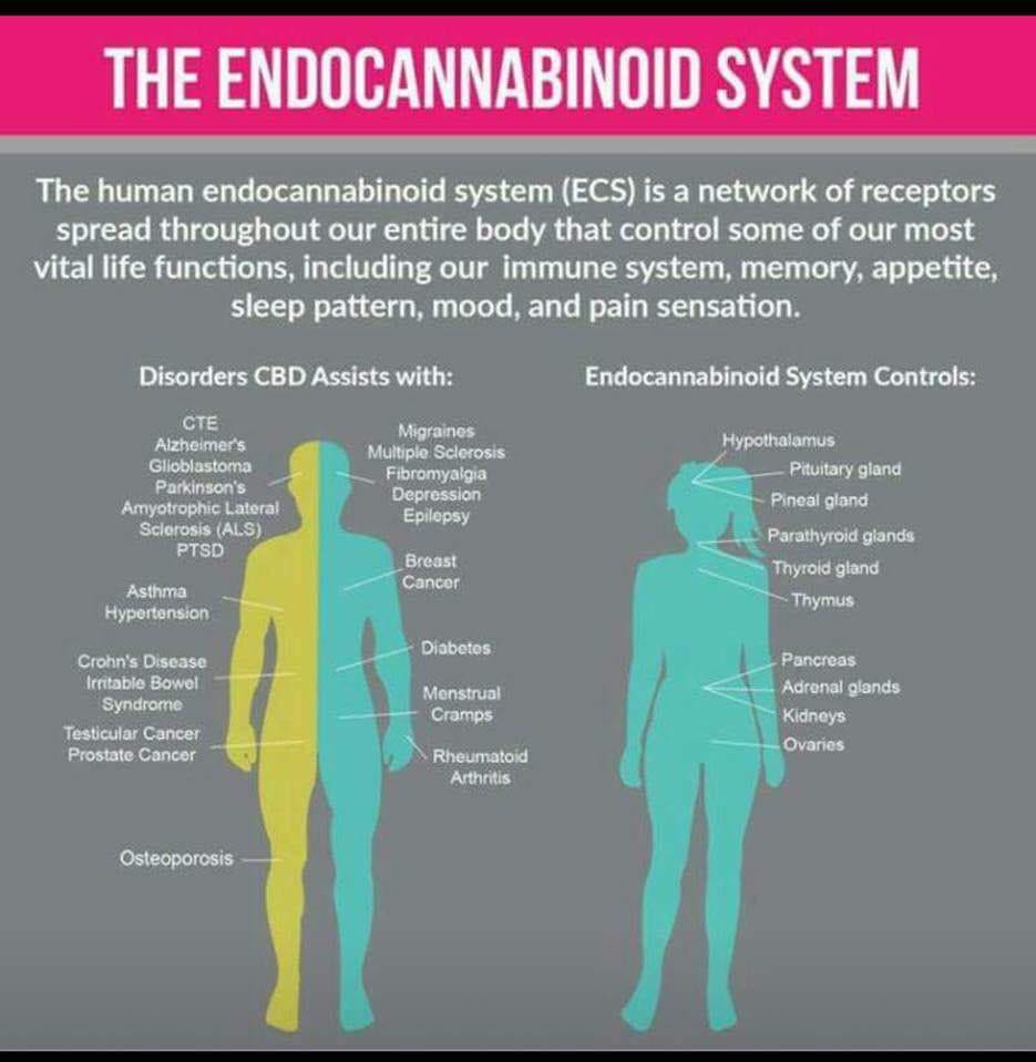 The Human Endocannabinoid System. All humans have an internal ...