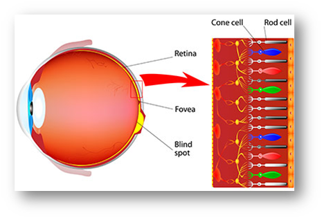 Simulating Visualisations in R for Colour Blindness | by Indeep Singh ...