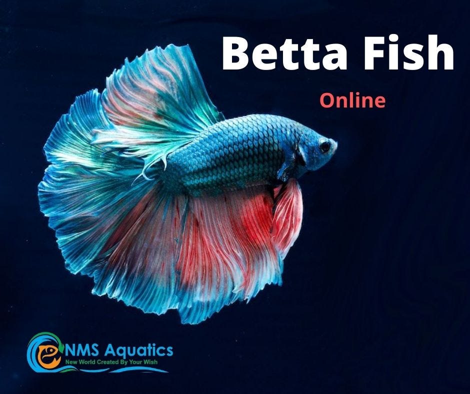 Online Betta Fish. Betta Fish | by Nms Aquatics | Medium