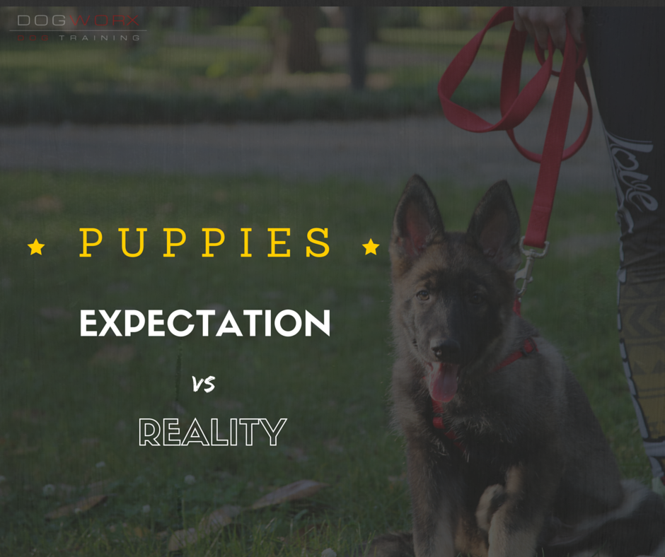 Puppies: Expectations vs. Reality | by DogWorx — Dog Training | Medium