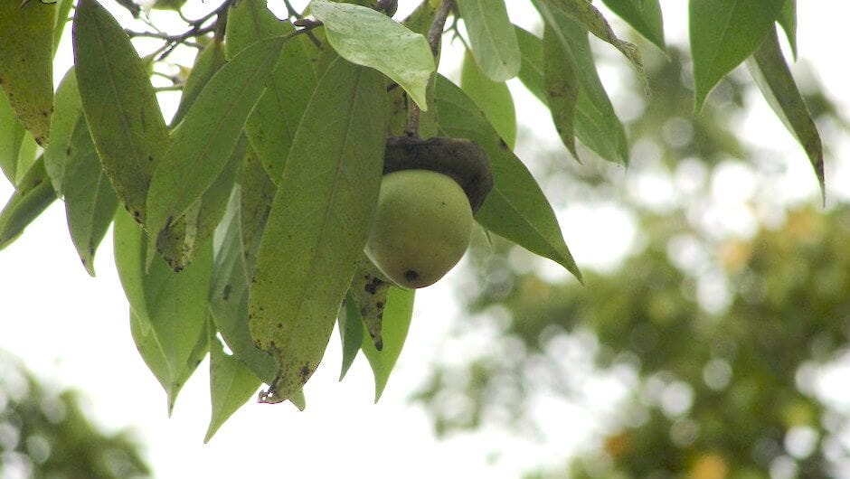 Ocotea Essential Oil Chemistry and Uses | by Lindsey Elmore, PharmD ...