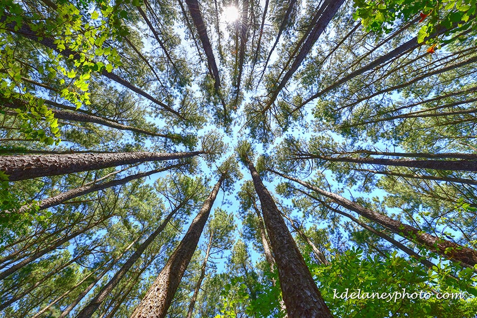 Amazon’s Tax Forest is Much Larger than its Trees | by CloudDude | Medium