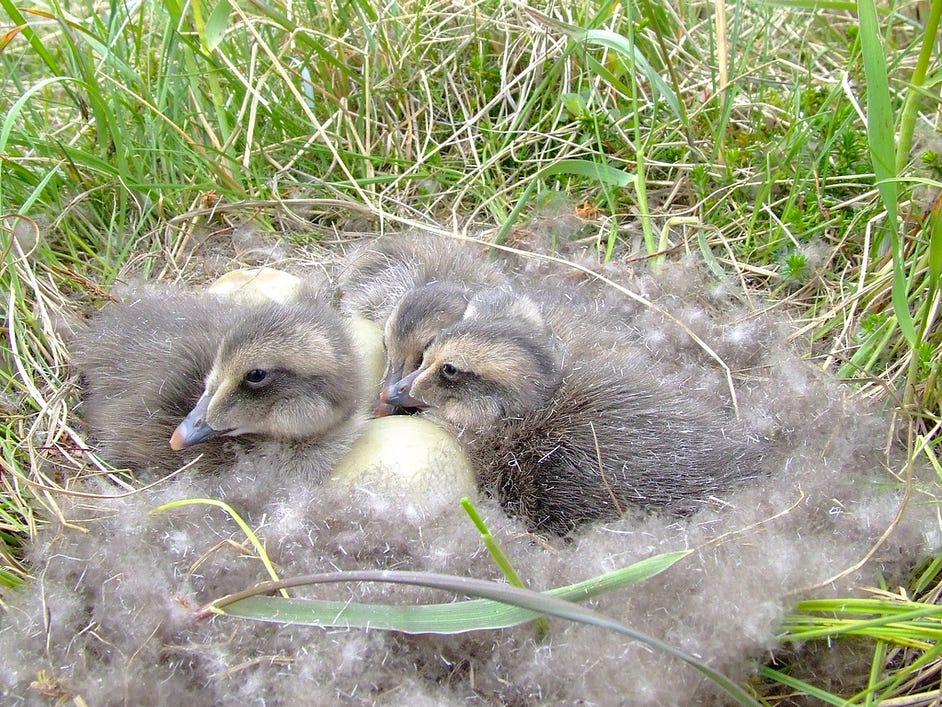 7 facts you don’t know about the common eider | by U.S. Fish and ...