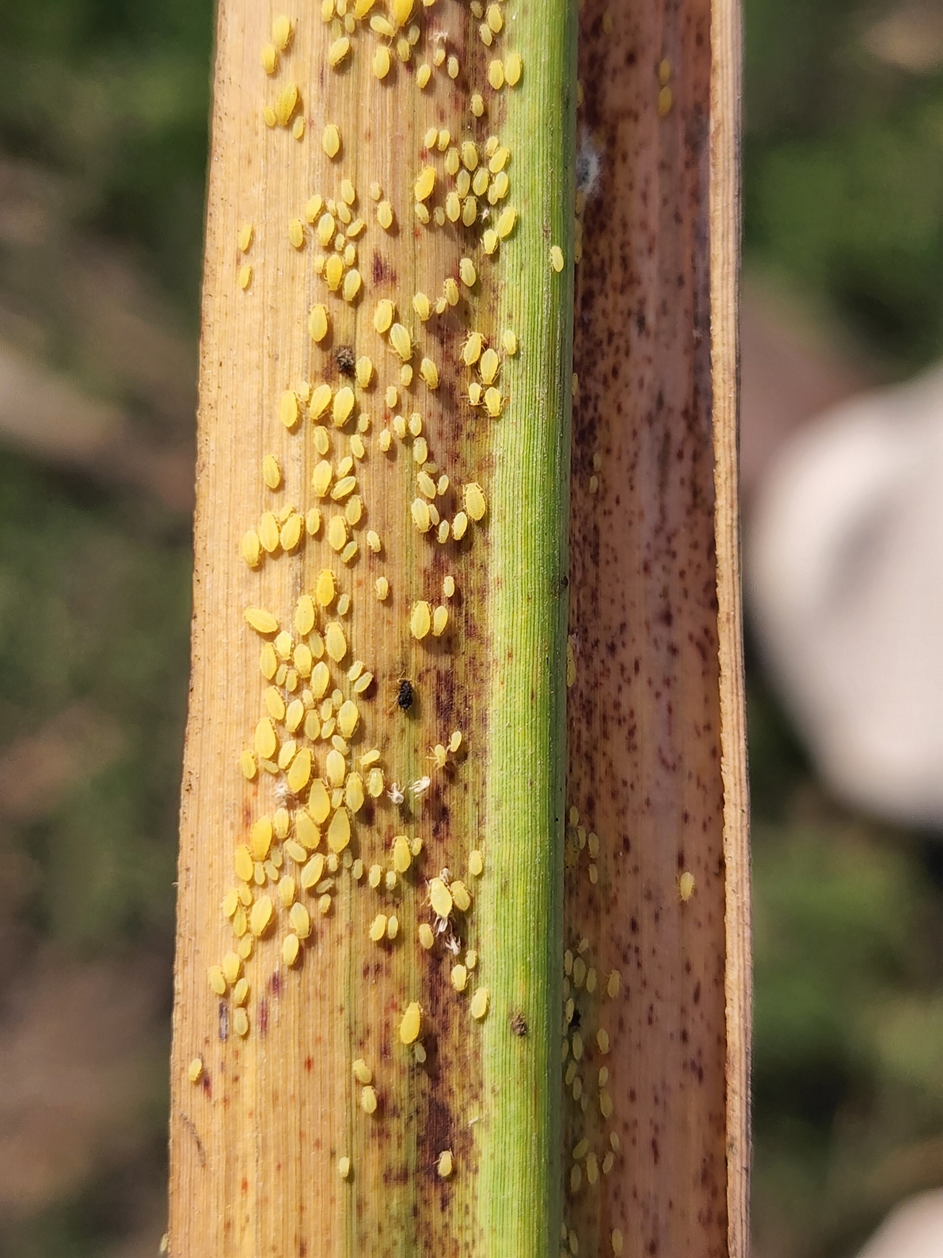 The Yellow Sugarcane Aphid. The Yellow Sugarcane Aphid (YSA, Sipha ...