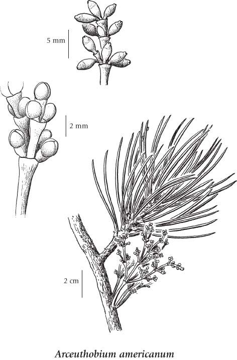What to Know about Mistletoe Facts and Mythology | by Mariecor ...