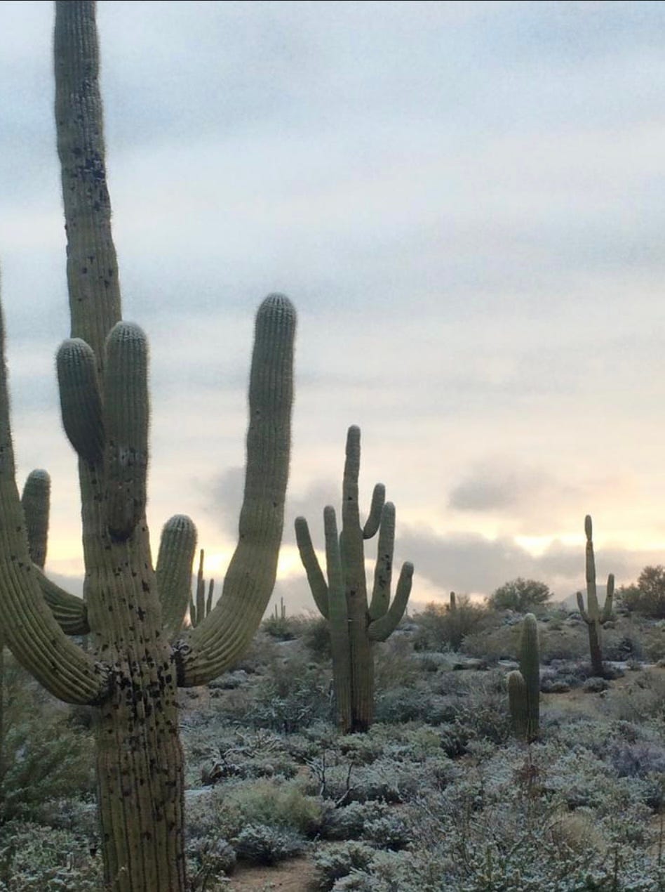 Snow in the Desert ️🌵. A magical sight! | by Victoria Gregg ...